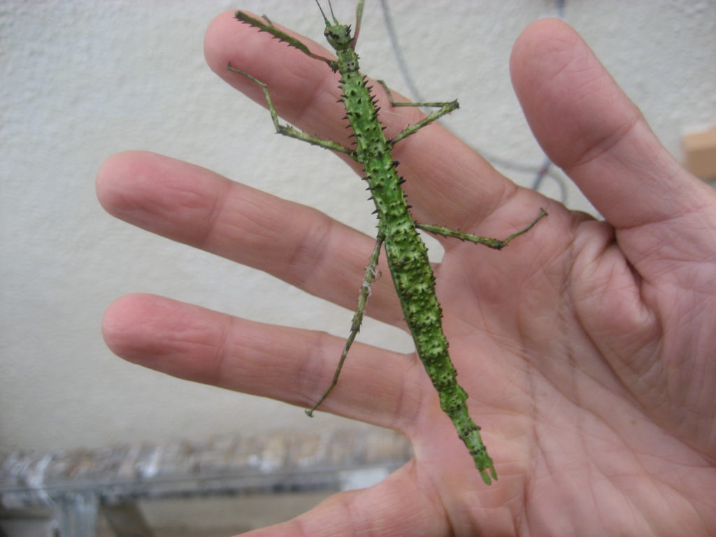 Raymond Huber:Bees — Books for Children