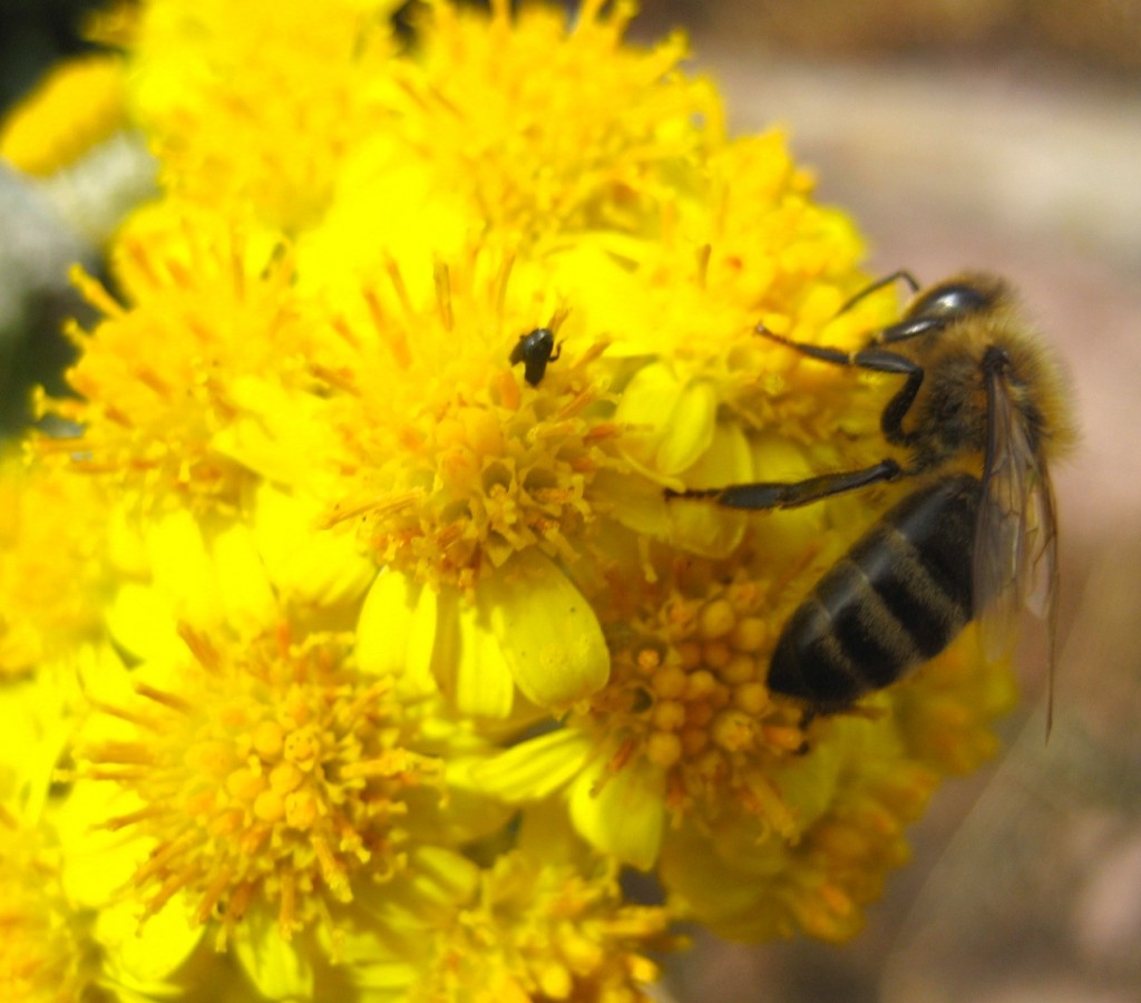 Raymond Huber:Bees — Books for Children