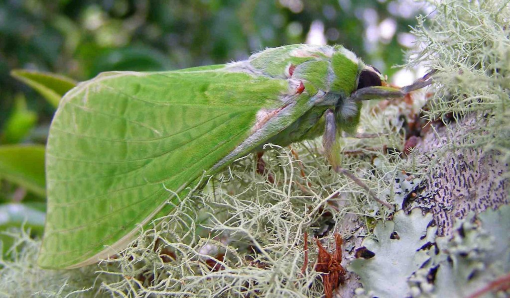 Raymond Huber: Puriri Moth